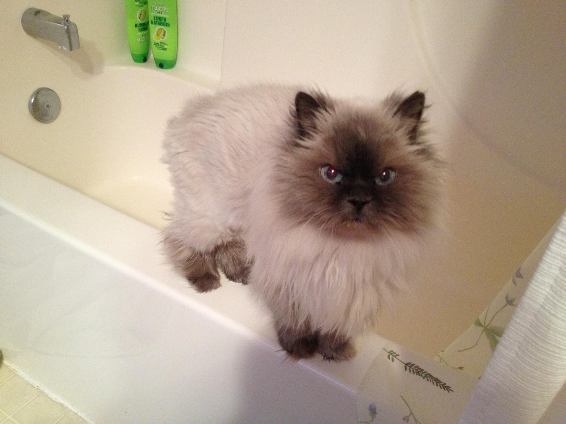 Monica | Animal Emergency Center