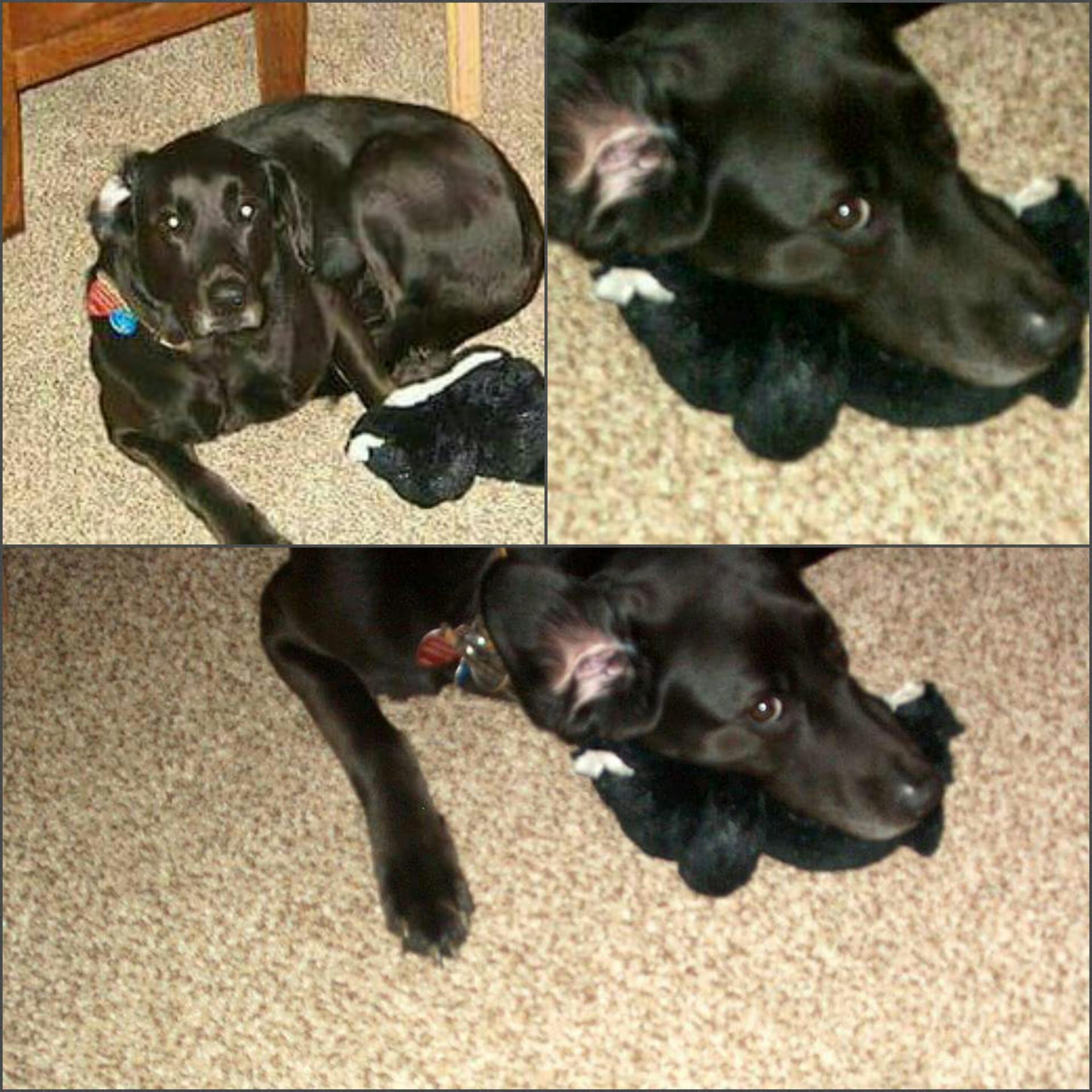 Cooper | Animal Emergency Center