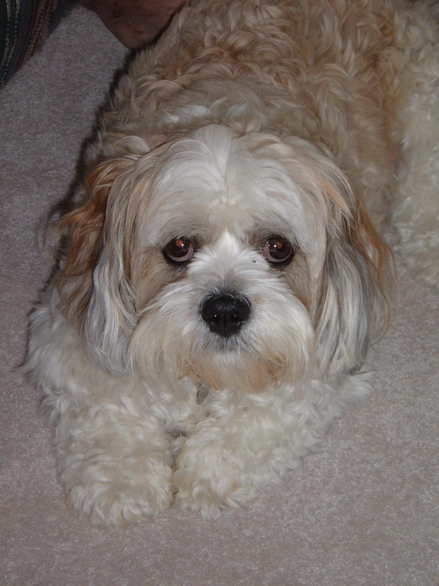 RILEY | Animal Emergency Center