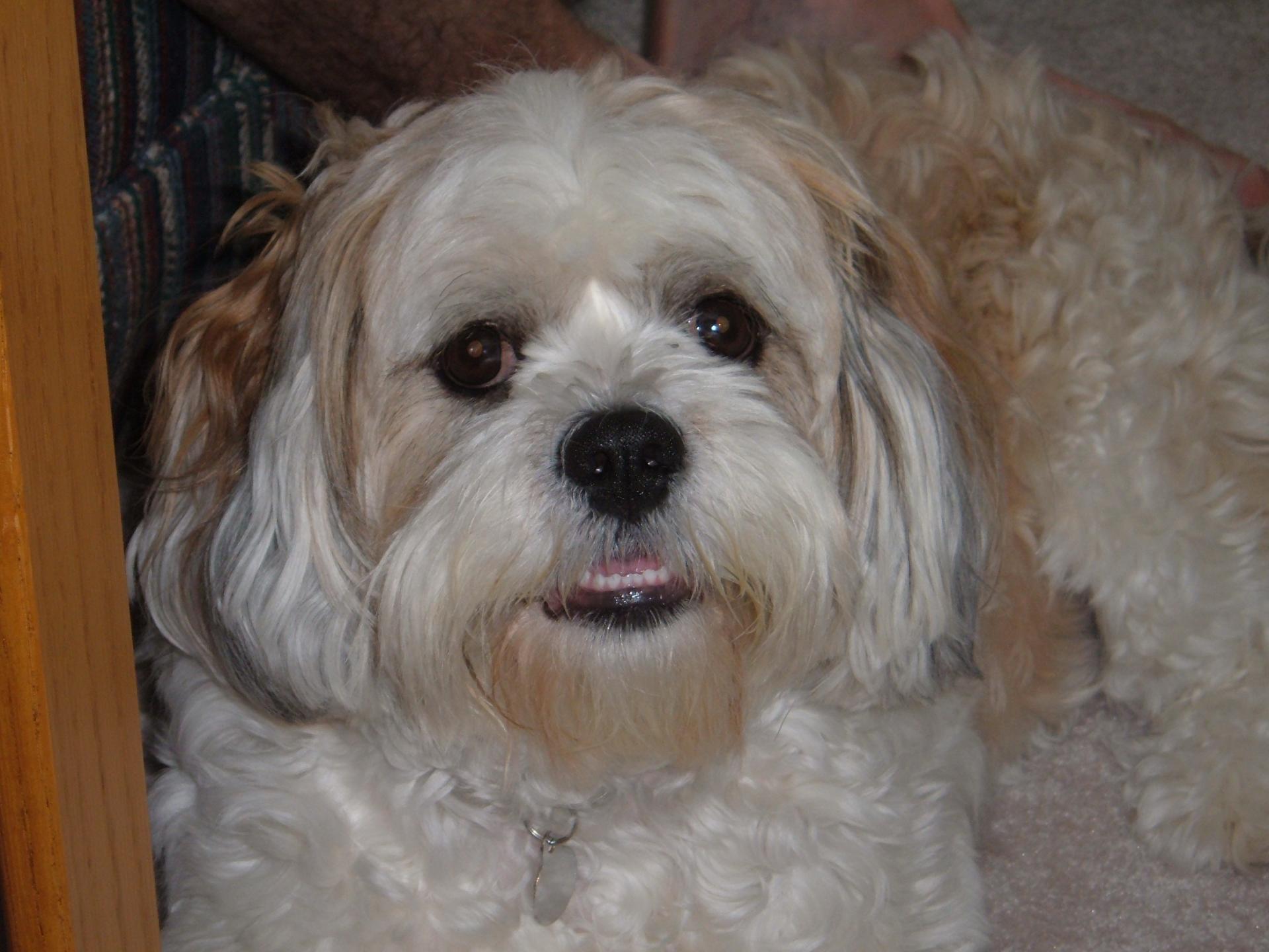 RILEY | Animal Emergency Center