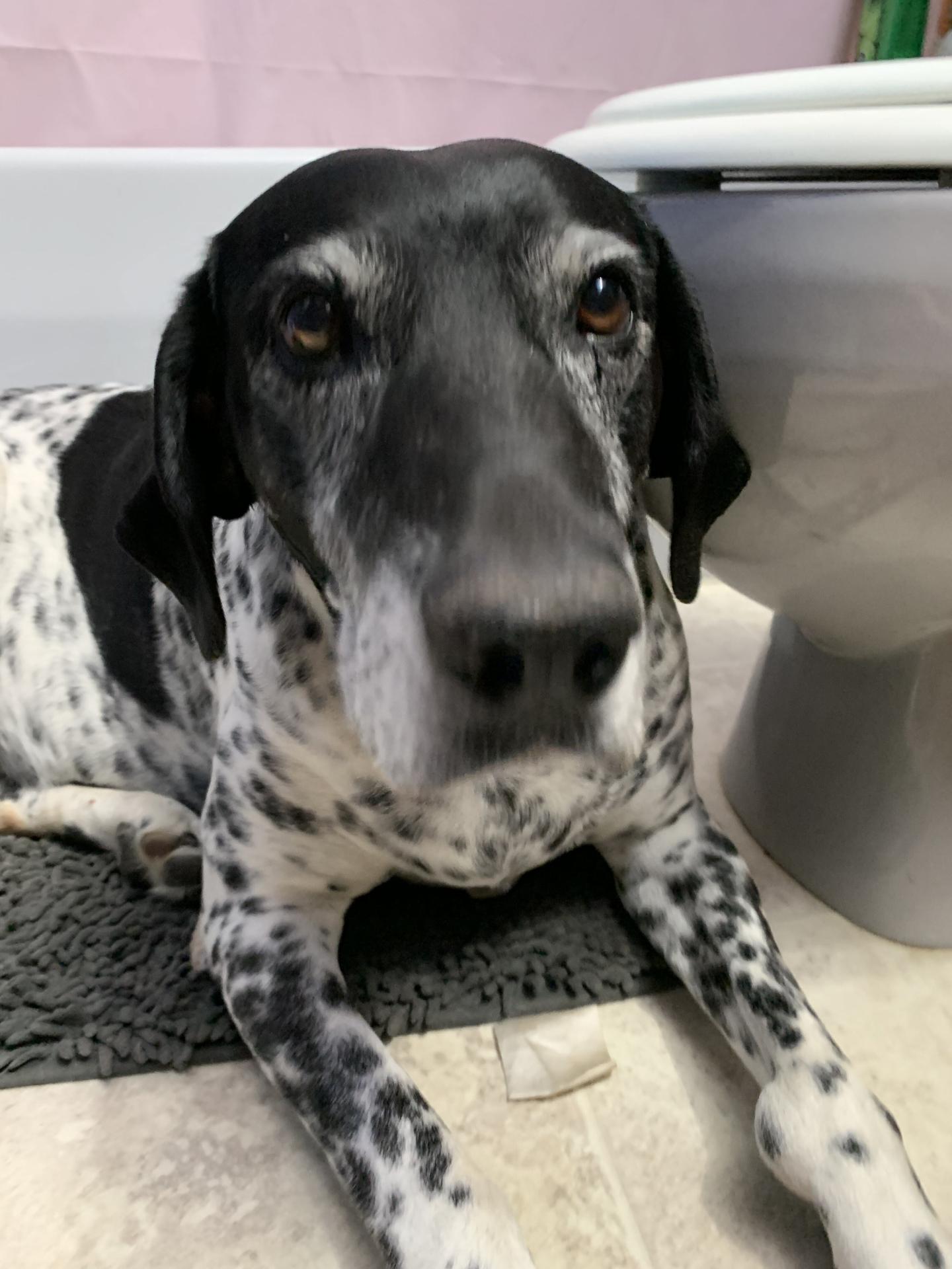 Scooby Doo | Animal Emergency Center